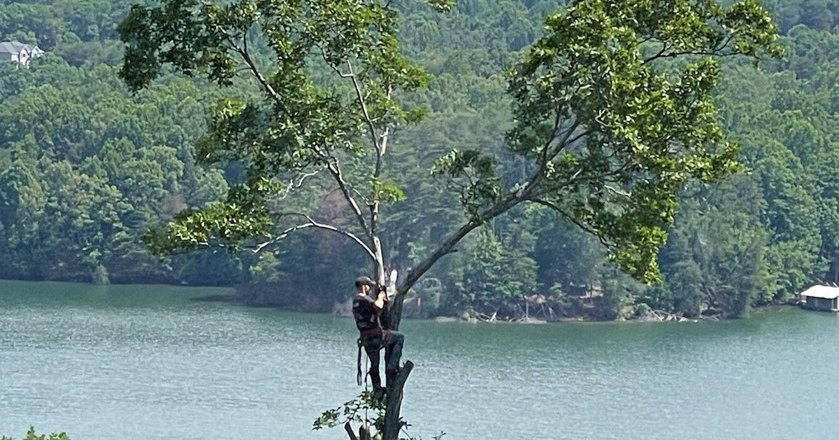 Phillip Thomas Tree Service | Blue Ridge, GA