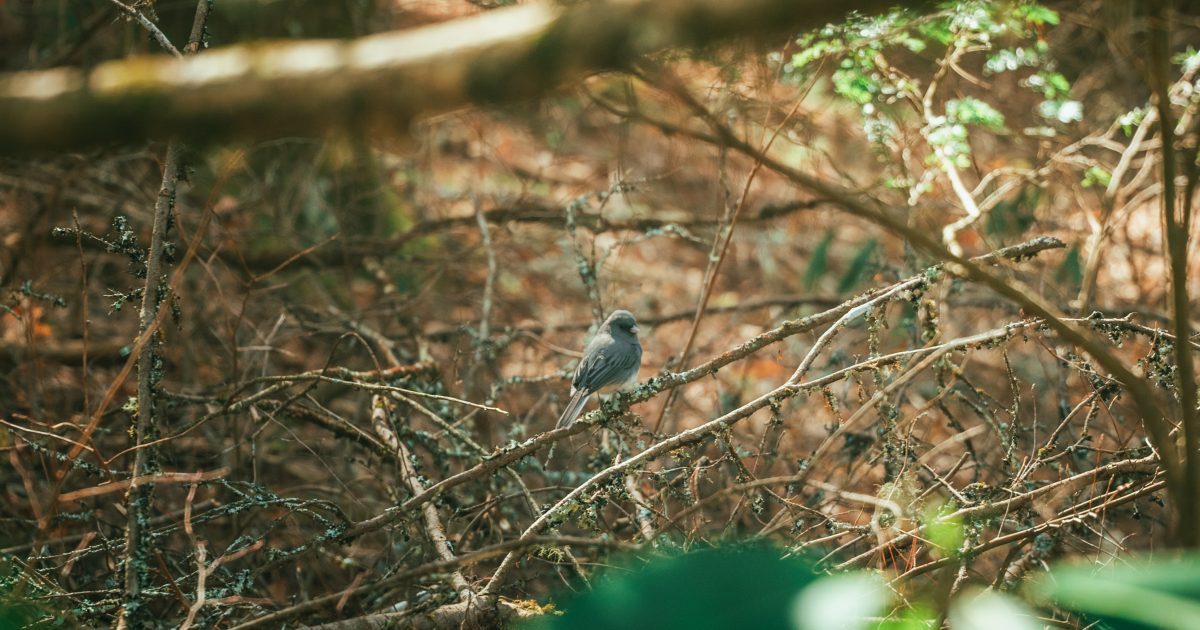 Birding Around Blue Ridge: Summertime | Blue Ridge, GA