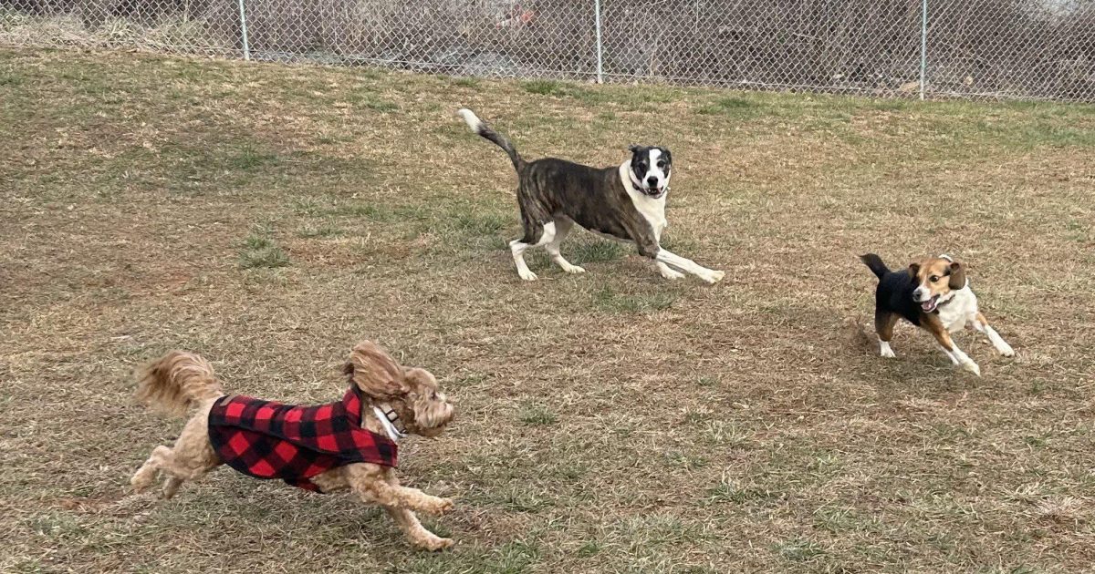 Bark & Brew | Blue Ridge, GA