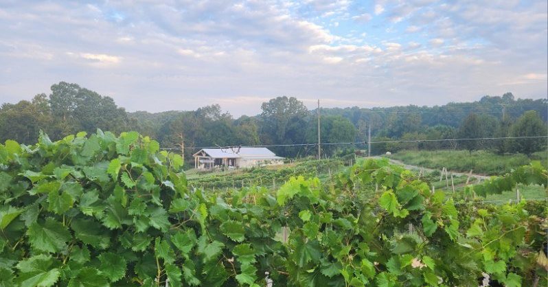 Grapes and Ladders Winery | Blue Ridge, GA