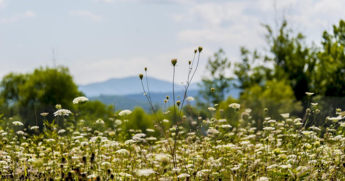 Weddings & Groups | Blue Ridge, GA